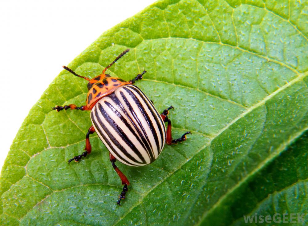 ISO 22000 Resource Center: Integrated Pest Management – IPM