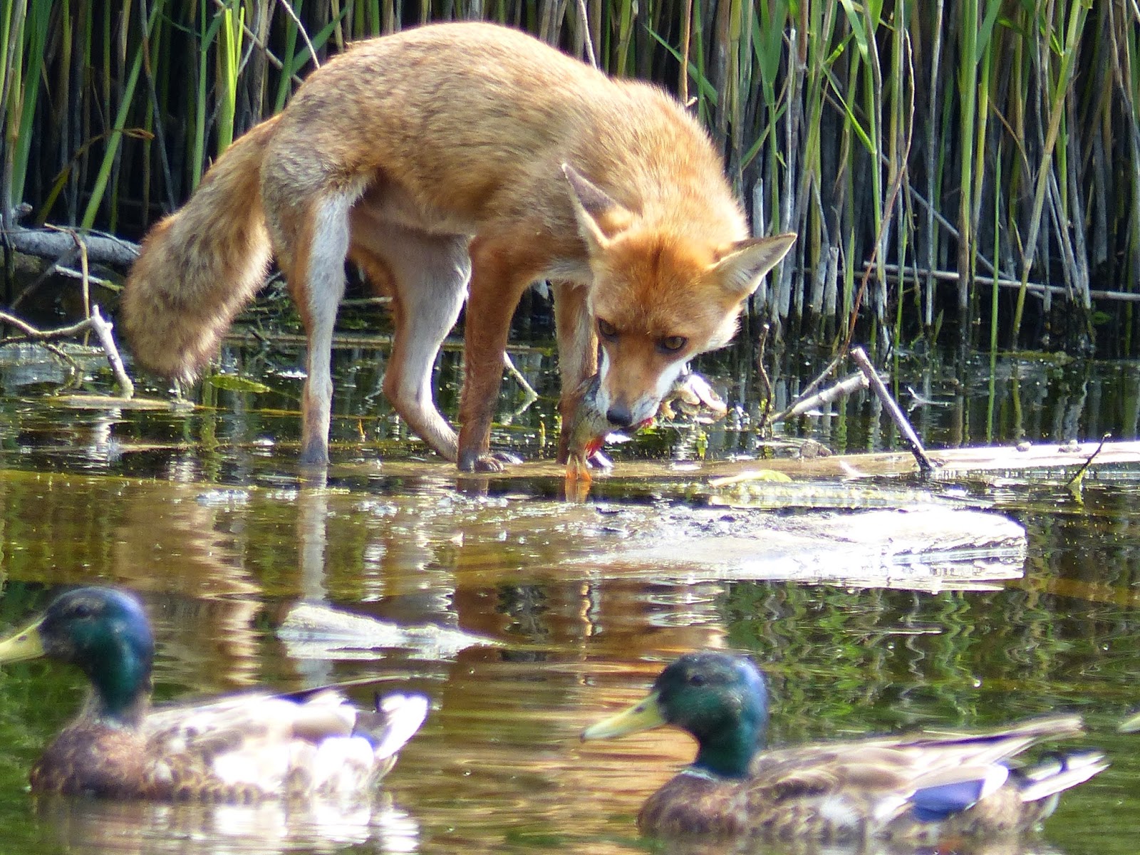 Wirral Wildlife Blog: The Fishing Fox