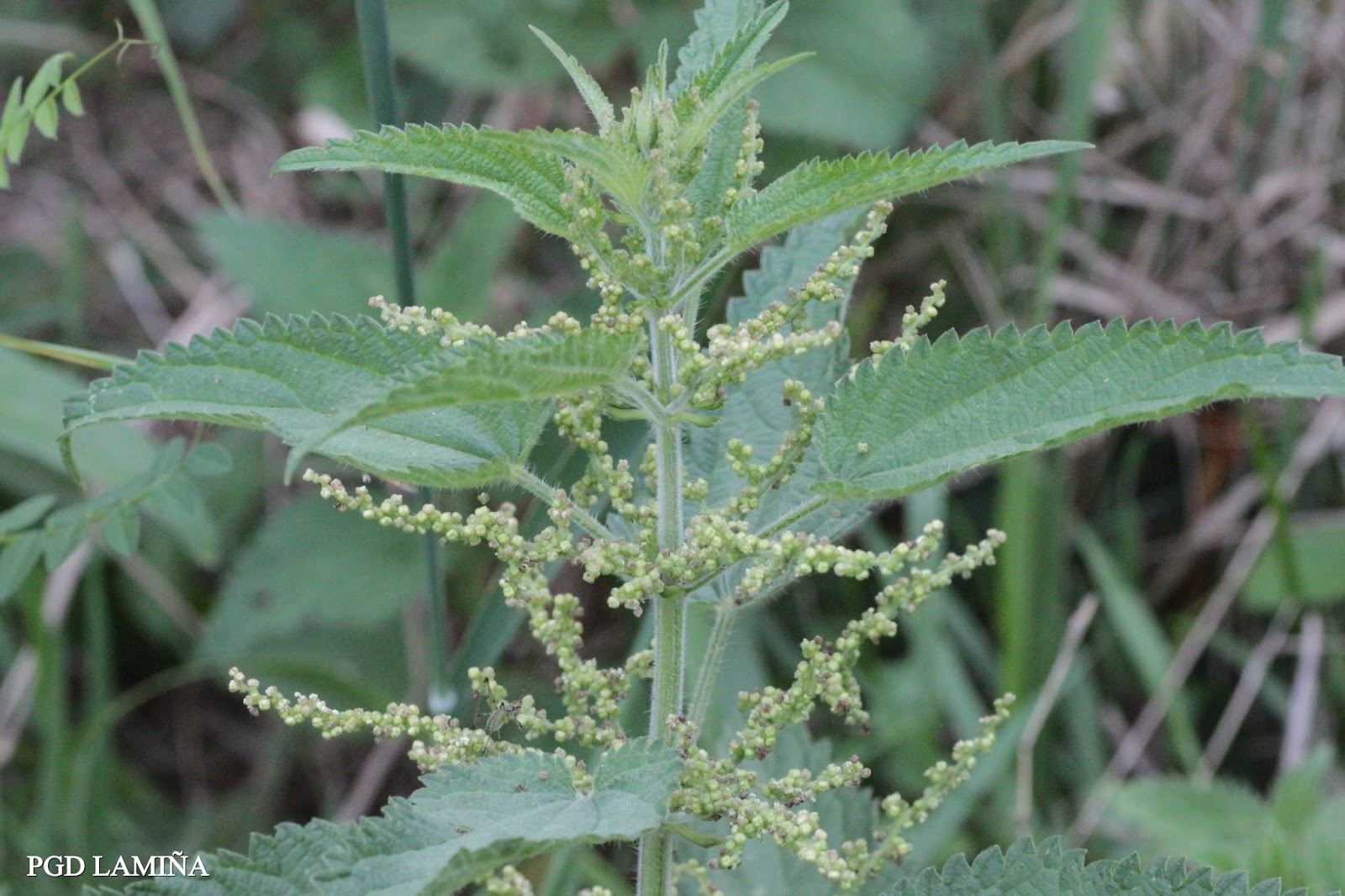 URTICA DIOICA. ortiga mayor.