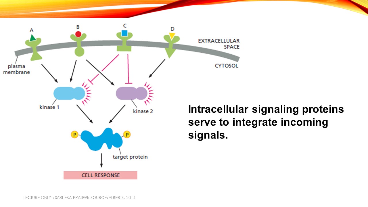 MOLECULAR BIOLOGY AND PATHOBIOLOGY : KULIAH 4- CELL SIGNALLING