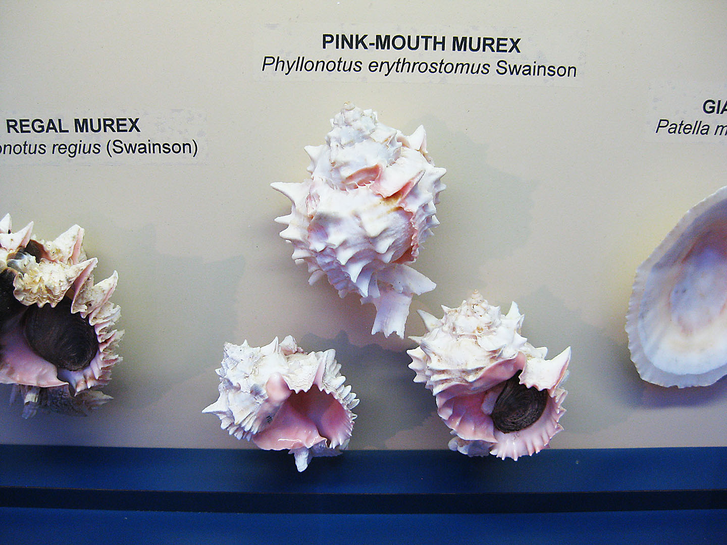 Sanibel Island - Lighthouse Beach and the Seashell Museum