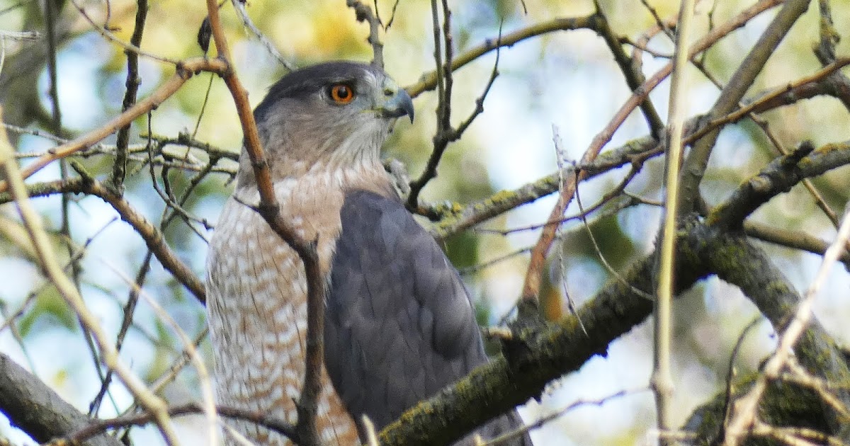 Geotripper's California Birds: Cooper's Hawk on the West Campus