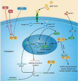 Epiphany: Glass Syndrome / SATB2-associated syndrome – Osteoporosis and ERβ