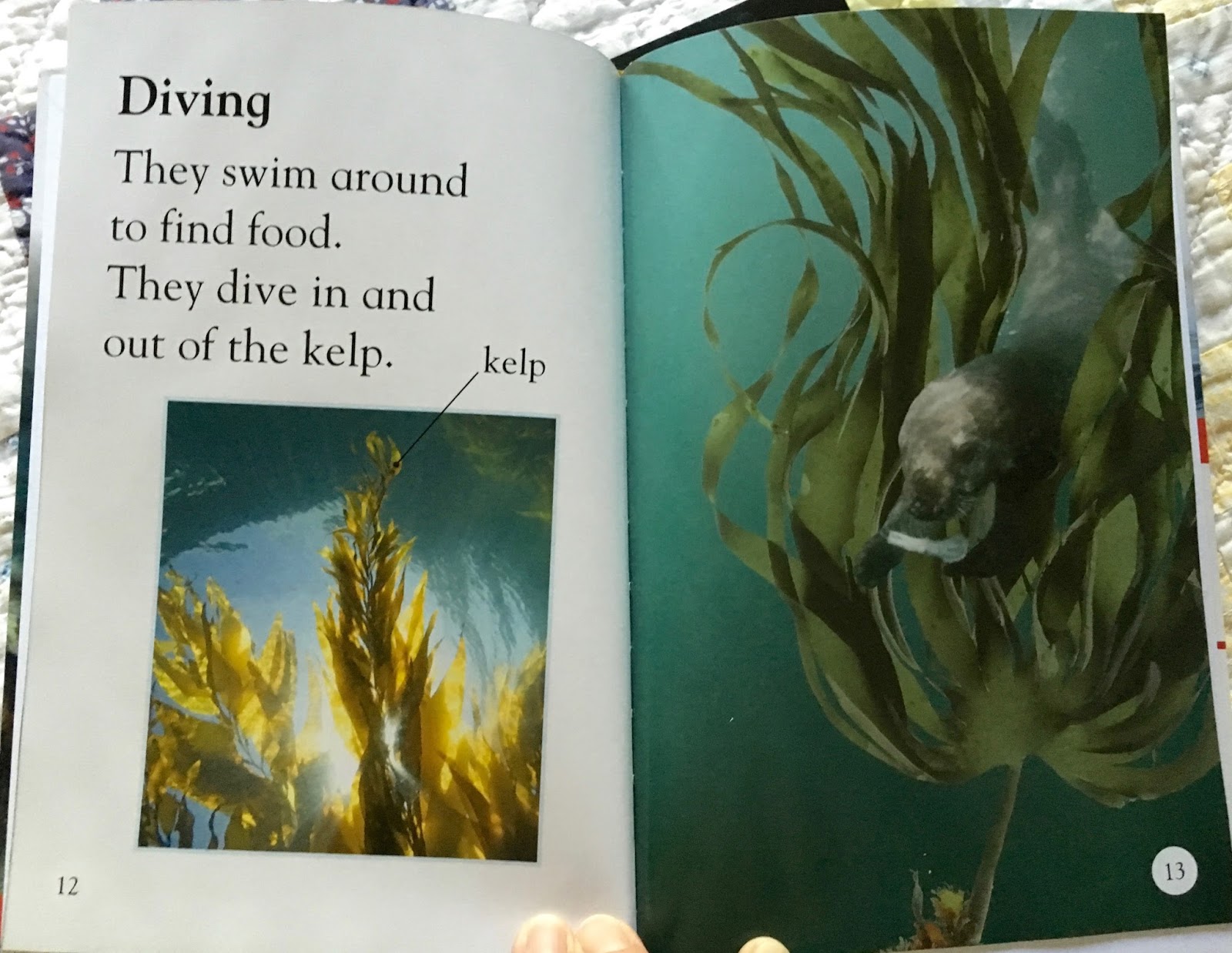 TeacherDance: New DK Books!