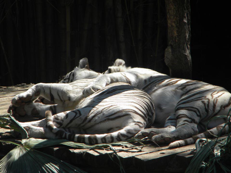 Animals Help Heal: Remembering "Rex"