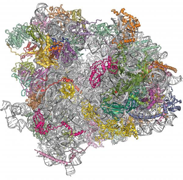 Sandwalk: What Does a Eukaryotic Ribosome Look Like?