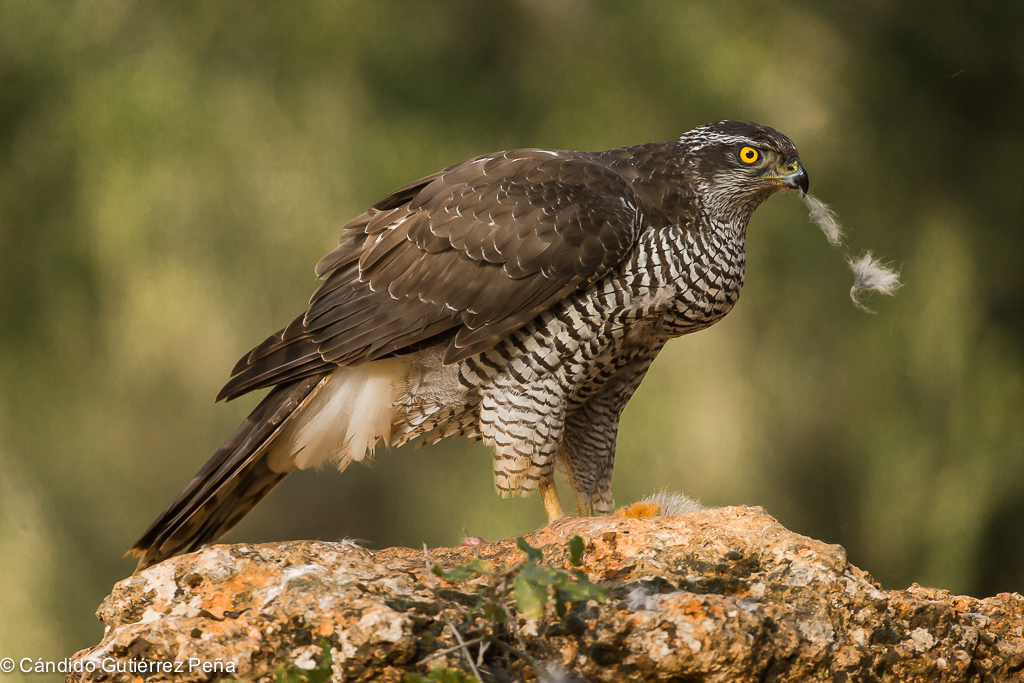 AZOR COMUN - Accipiter Gentilis | Observatorio de la Naturaleza