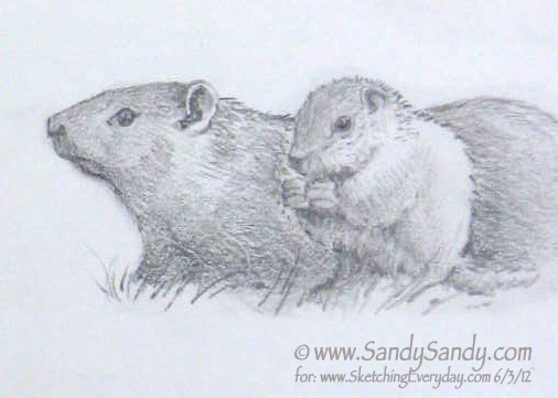 *Sketching Every Day*: How Much Wood Could a Woodchuck Chuck?