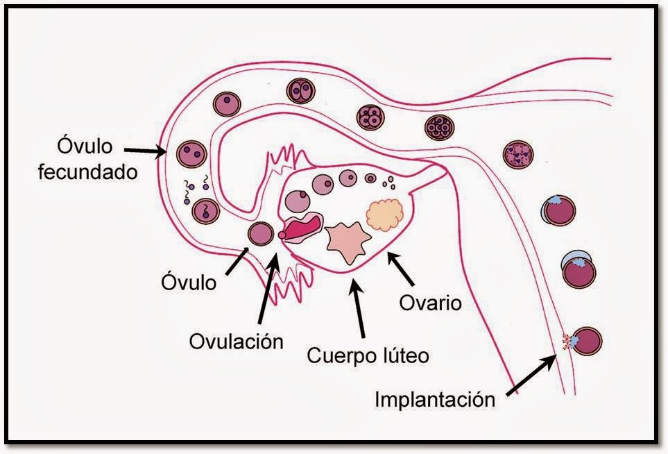 Gametogenesis: Ovogenesis