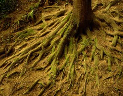 Curso de Ciências Biológicas: A importância da Raiz....