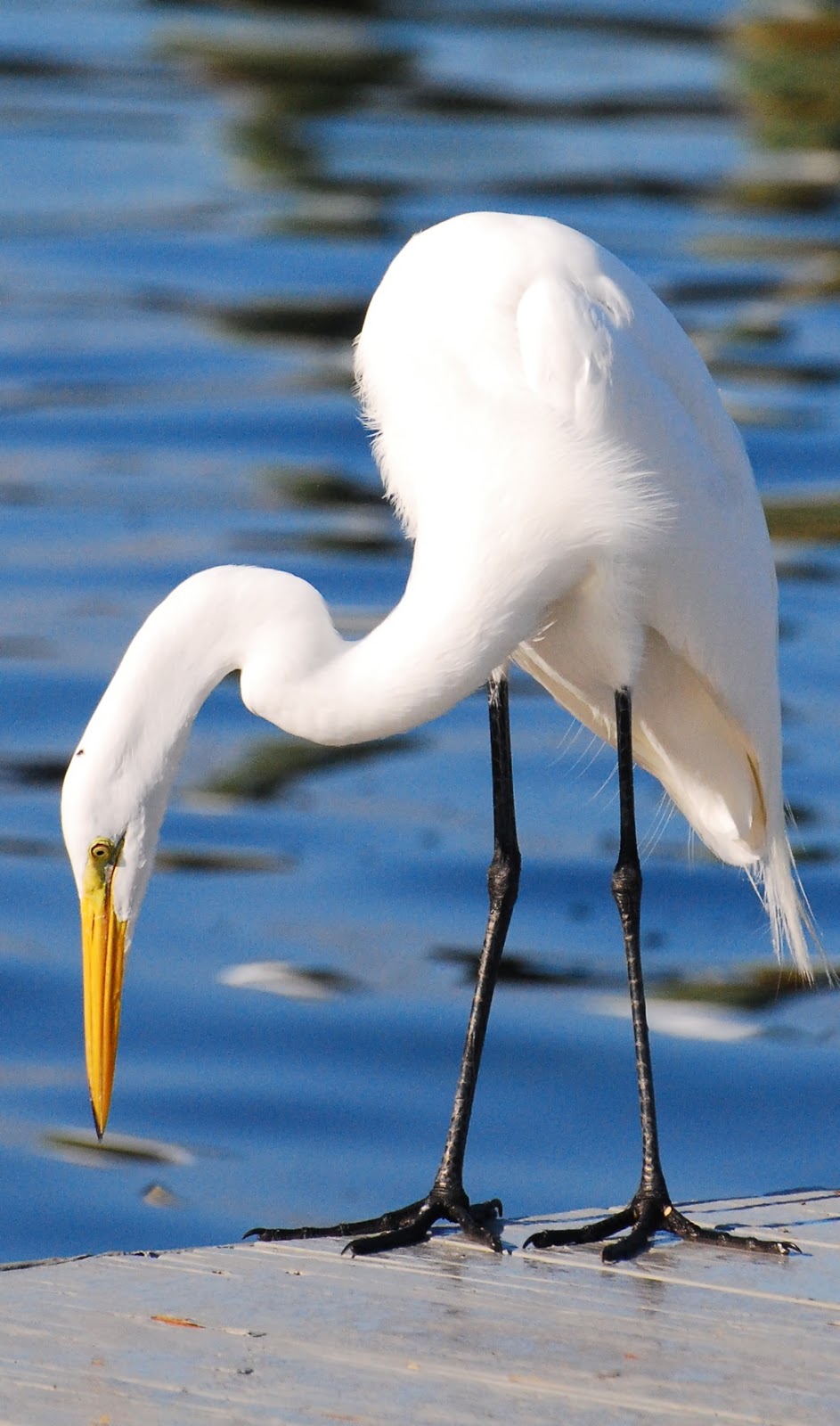 Bosque despierto: Garza Blanca