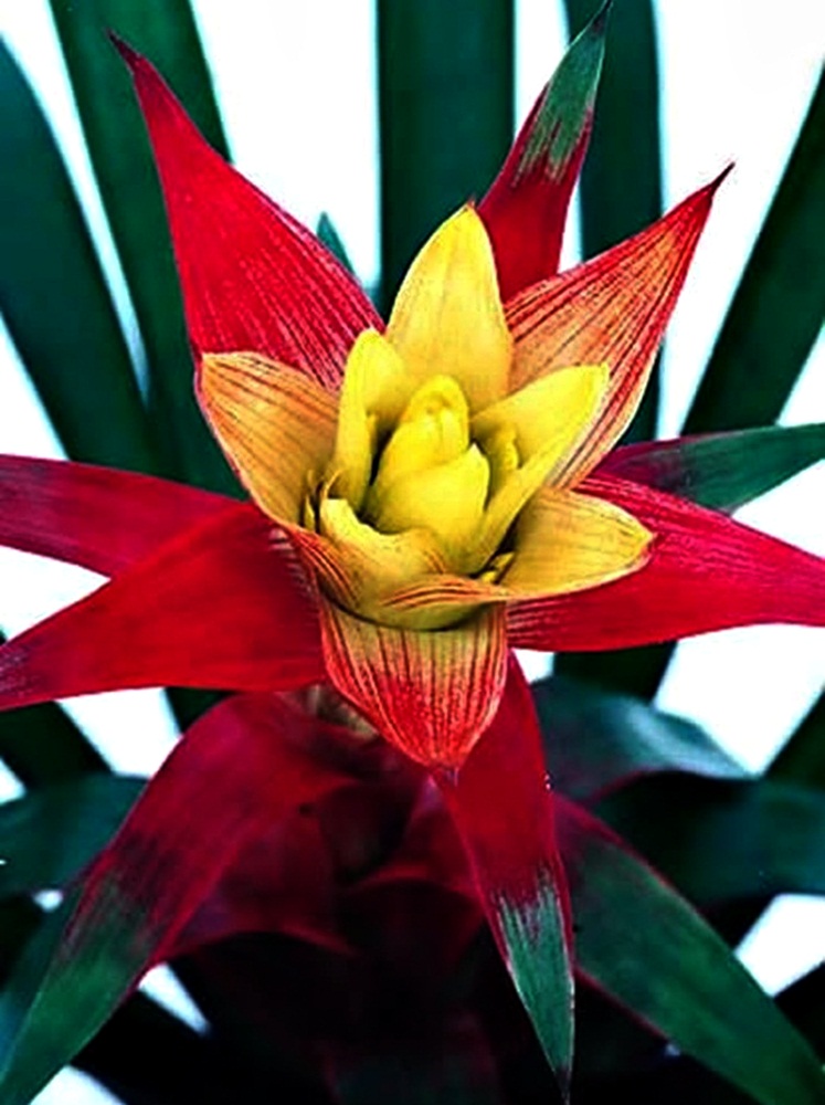 Blog do Edu Ambiental: Bromélia