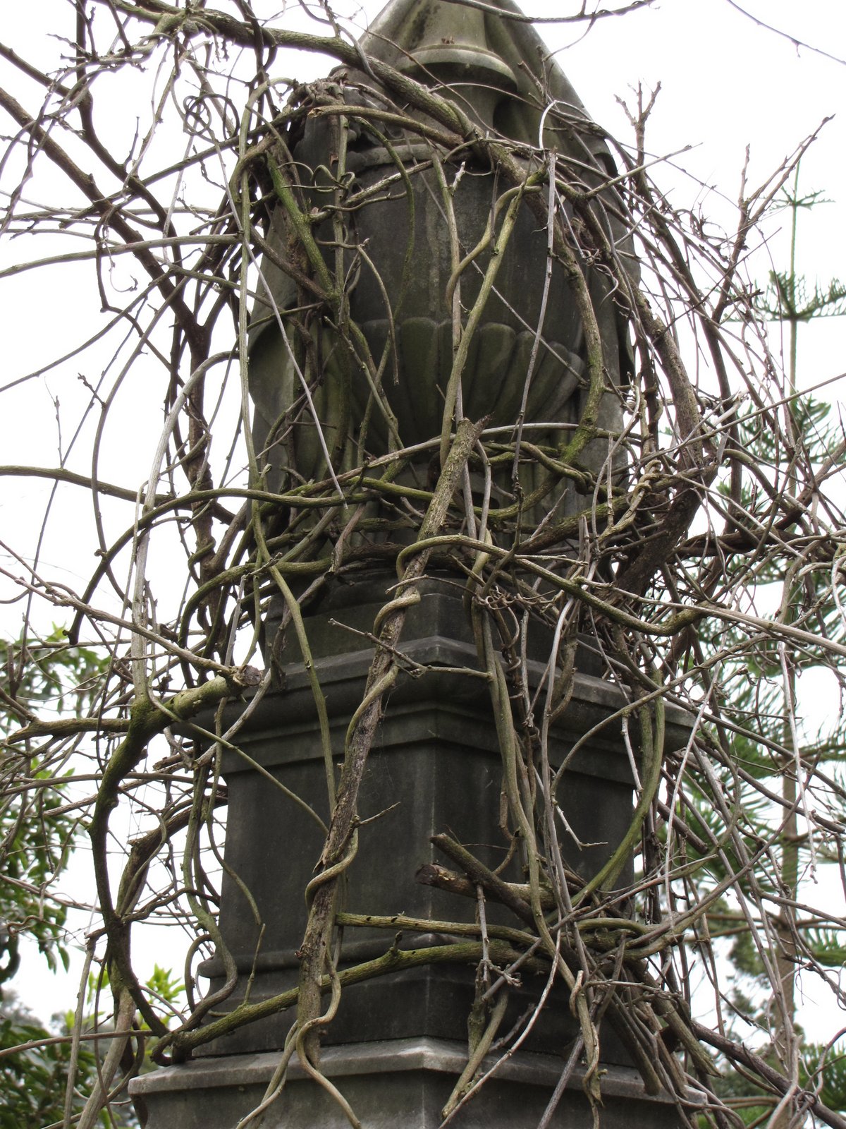 Flora Friday in Oz: Rookwood Necropolis (Cemetery) Lidcombe. 22nd June 2012
