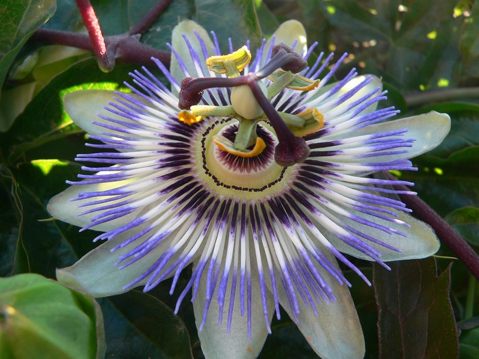 Amazing Botanical World: KRISHNA KAMALAM: A flower representing the ...