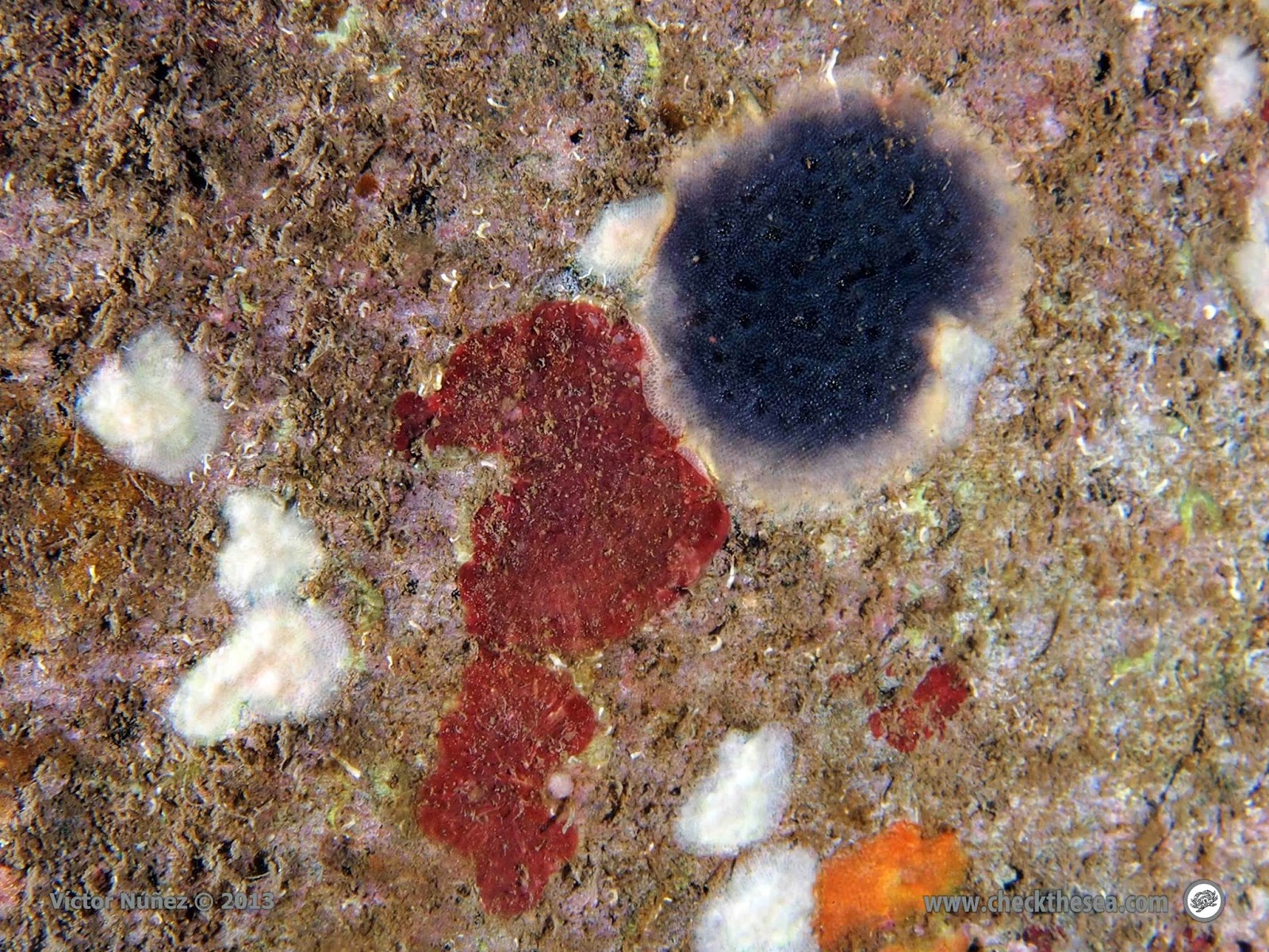 Check the Sea. Web de buceo y fotografía submarina de las Islas ...