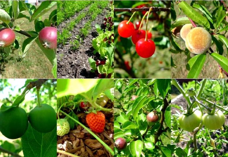 Cum să îngrijești o livadă cu fructe - În Stilul Meu