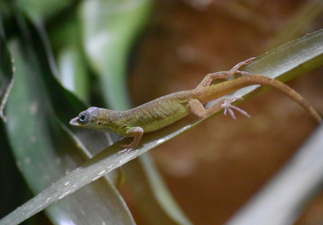 ZOOTOGRAFIANDO (6.100 ANIMALS): ANOLIS DE TRINIDAD / TRINIDAD ANOLE ...