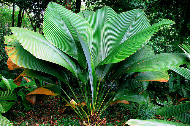 10 Tanaman Asli Indonesia Yang Hampir Terancam Punah - Info Savana