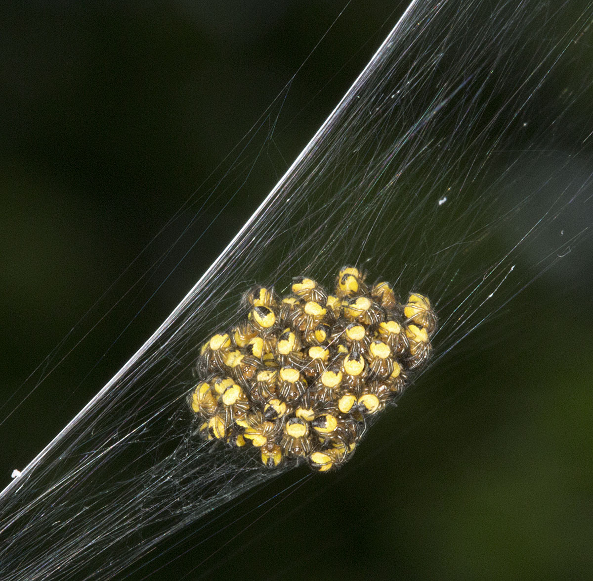 Some Spring Spiders. | Naturally