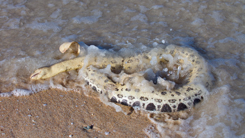 Kimberley Exposures | nature photography: Cable Beach and sea snake