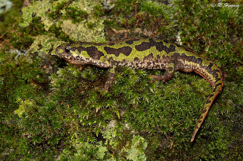fotosricardo-h: TRITÓN PIGMEO - Southern marbled newt