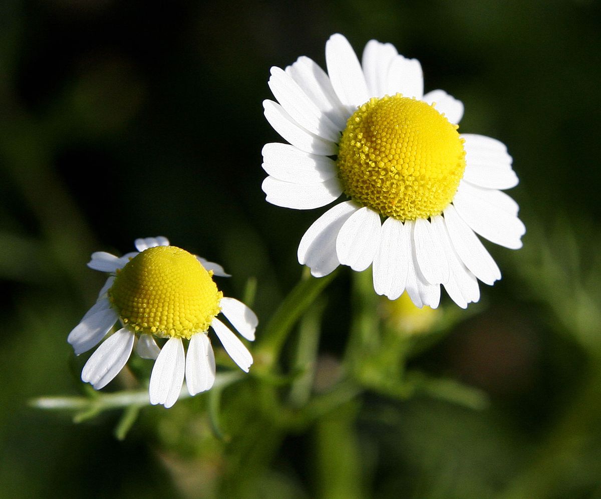 PROPIEDADES Y USOS DE LA MANZANILLA