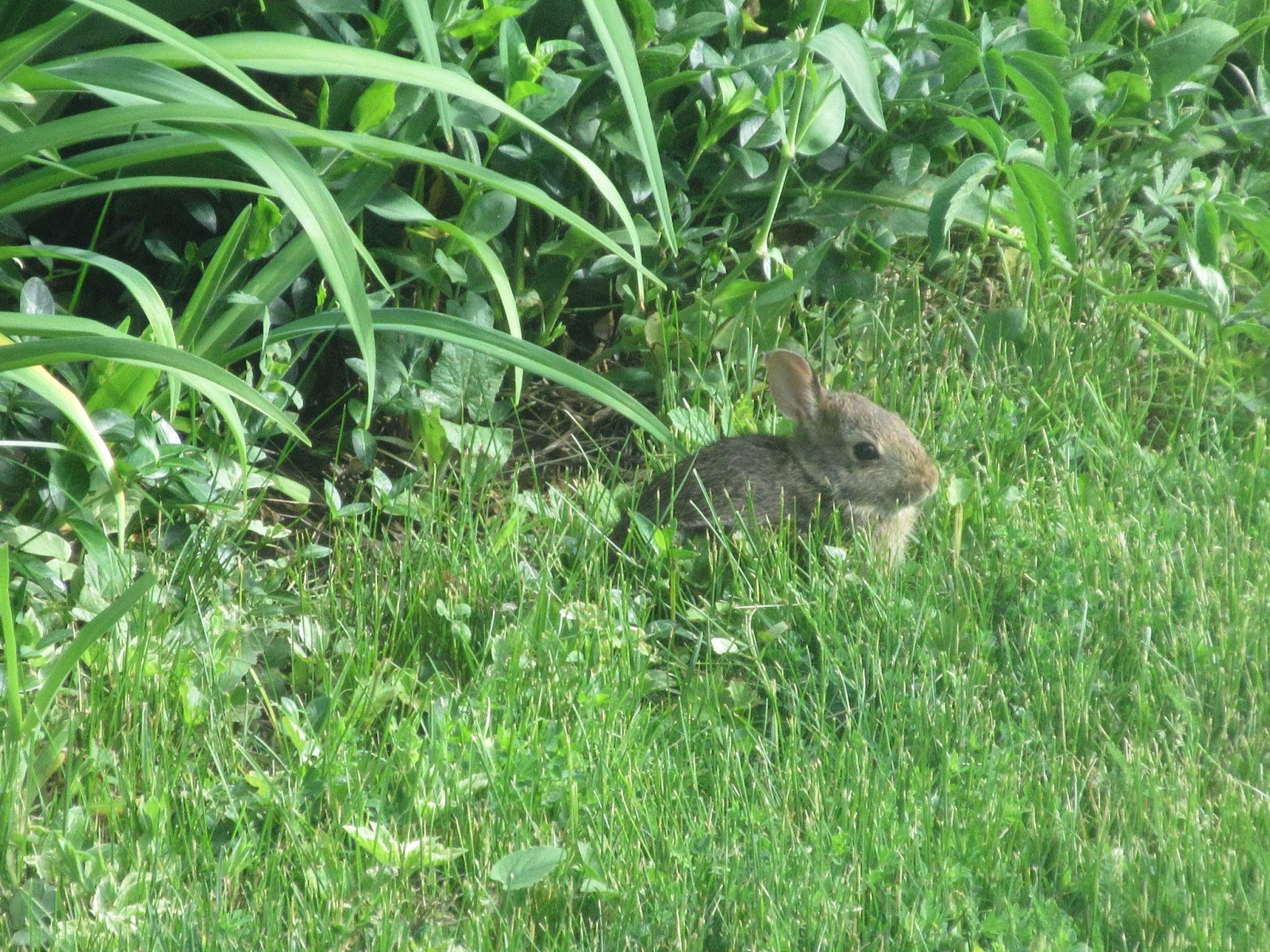 Marlene's Space: Our Outdoor Rabbits