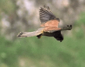amateurnithologist: The Life of Birds.gif part 2: The Second One