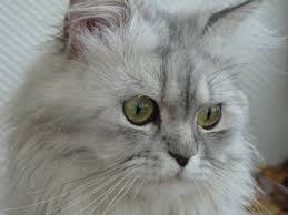 Sedikit yang Tahu Fungsi Ekor Kucing