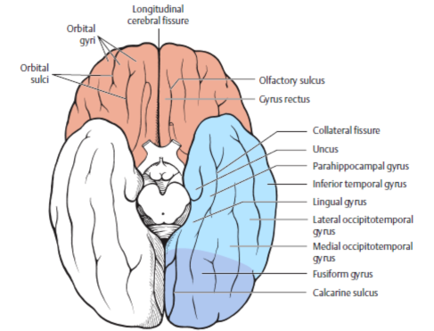 Anatomi dan Fisiologi Susunan Saraf Pusat