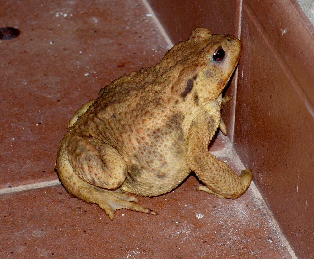 Salida nocturna por el Parque de la Vaca en Santander
