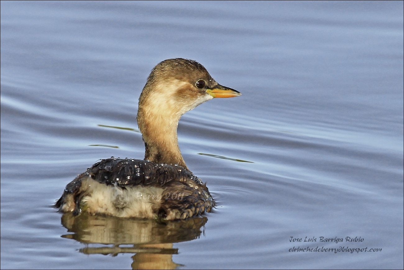 El Rinche de Berry : Fotos de Aves