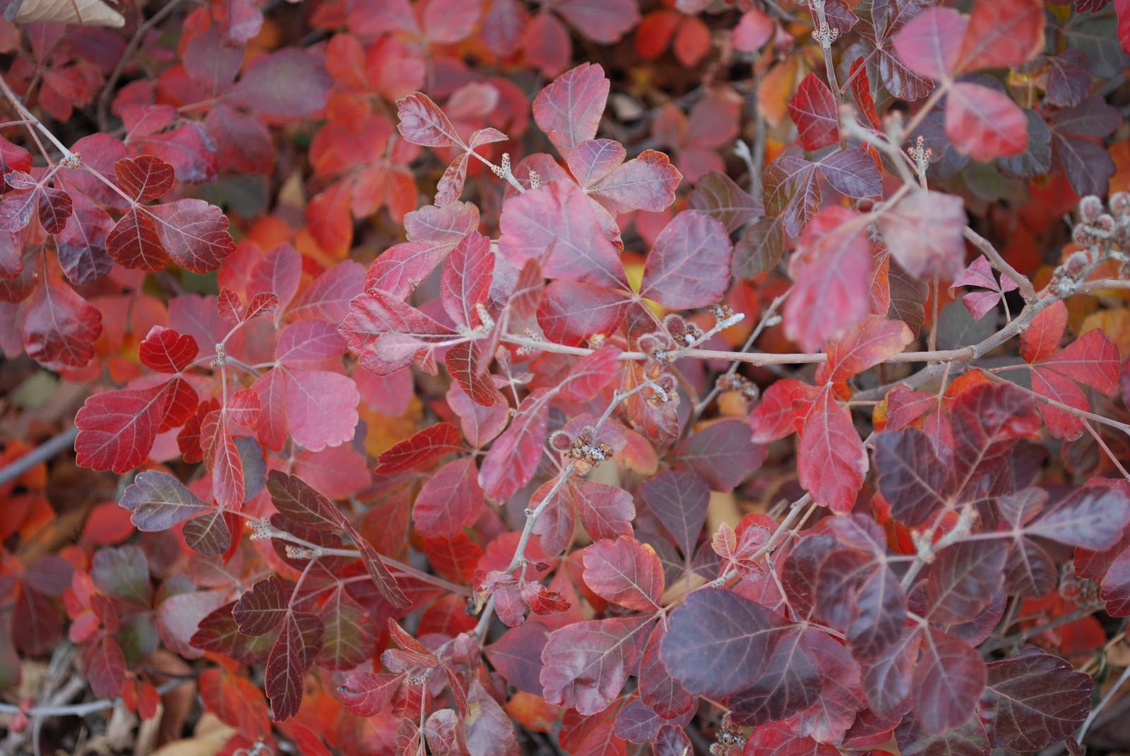 the art garden: 5 Shrubs for Fabulous Fall Color
