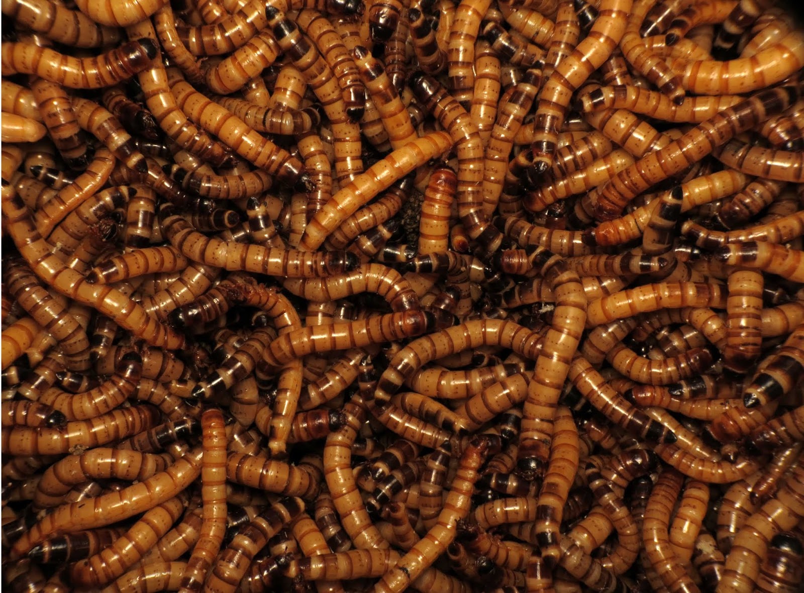 Gusano Rey (Zophobas morio)