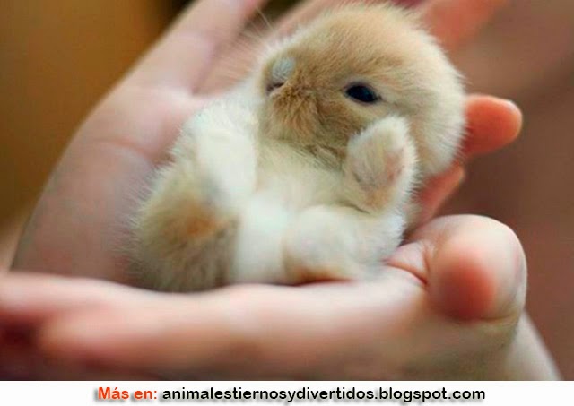 ANIMALES TIERNOS Y DIVERTIDOS: LOS ANIMALES BÉBES MÁS TIERNOS