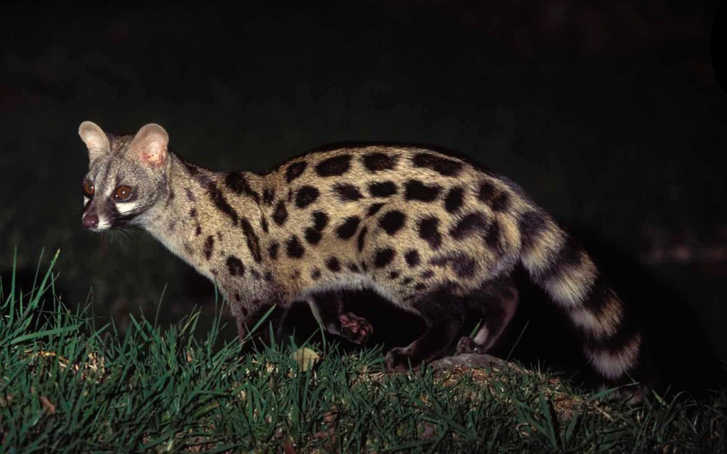 EKOGEO: MUSANG : KARNIVORA BERBAU KHAS