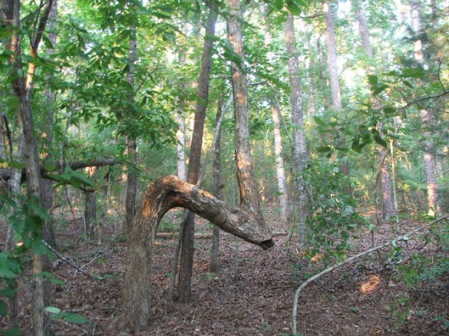 Cryptoforestry: The forest made human: the legacy of trail trees