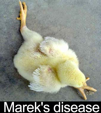 Poultry Management with Diseases and Treatment: Marek's disease