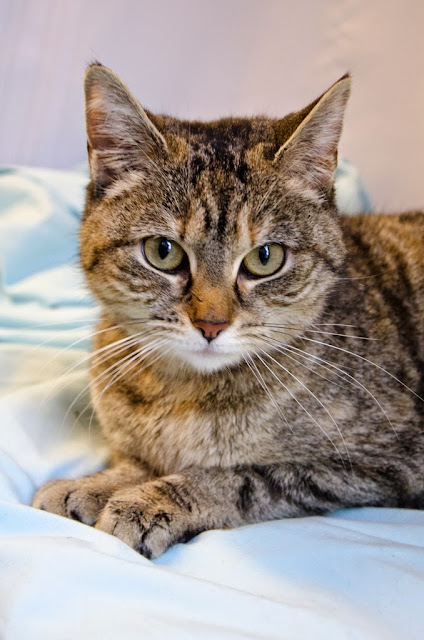 Progressive Charlestown: Kitty of the week