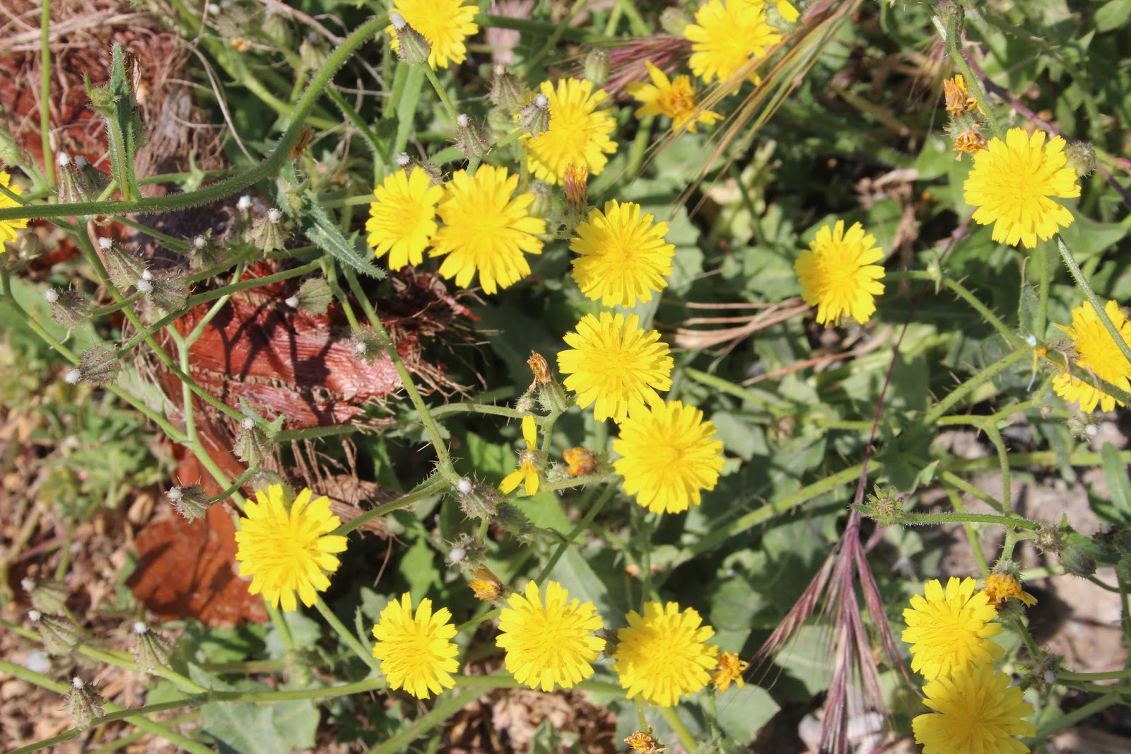 Biodiversity of Cyprus by NGO Protection of the Natural Heritage and ...