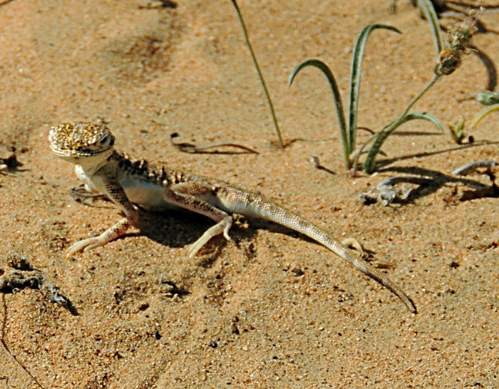Real Monstrosities: Arabian Toad-headed Agama