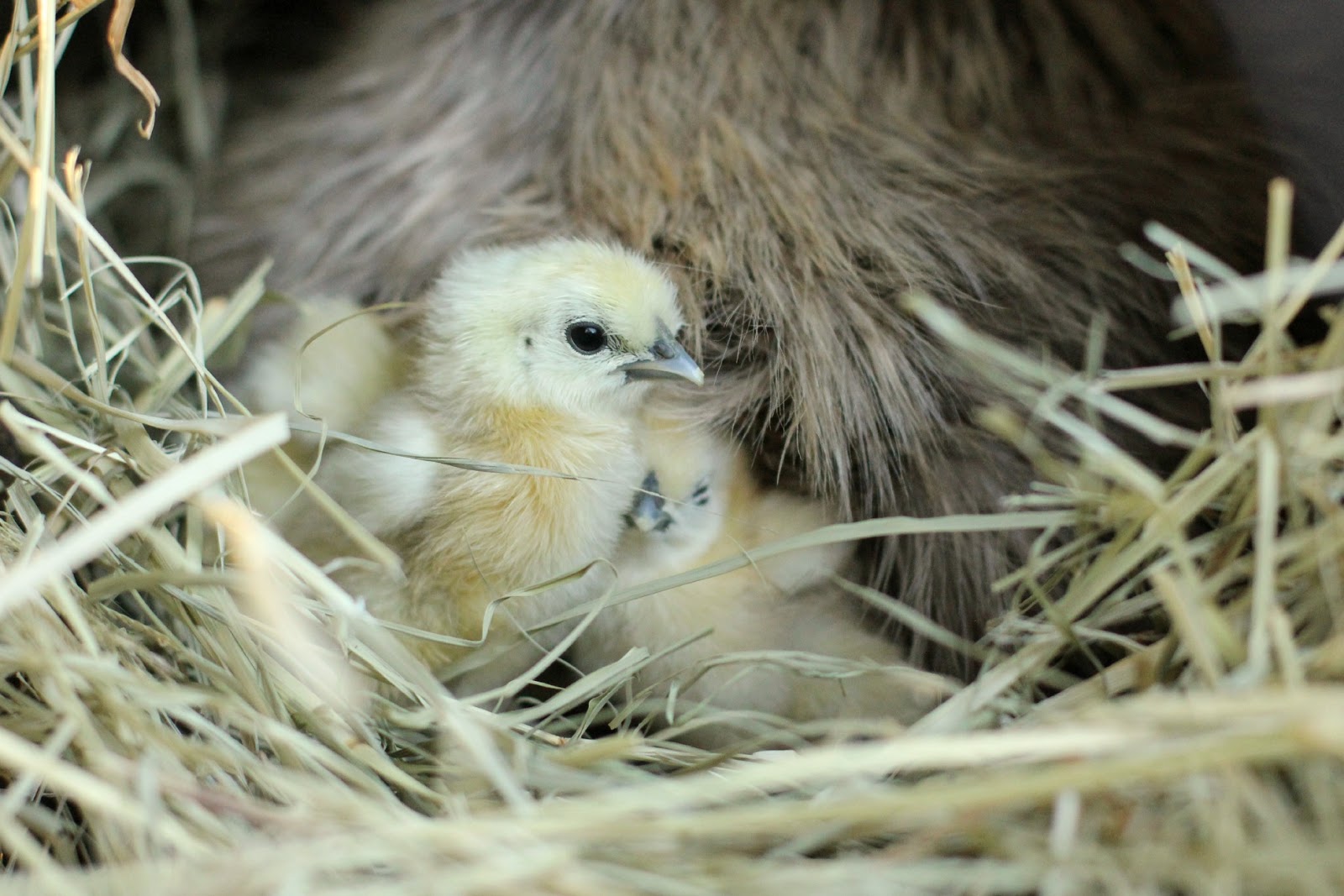 Just Hatched & Too Adorable For Words / Say Little Hen