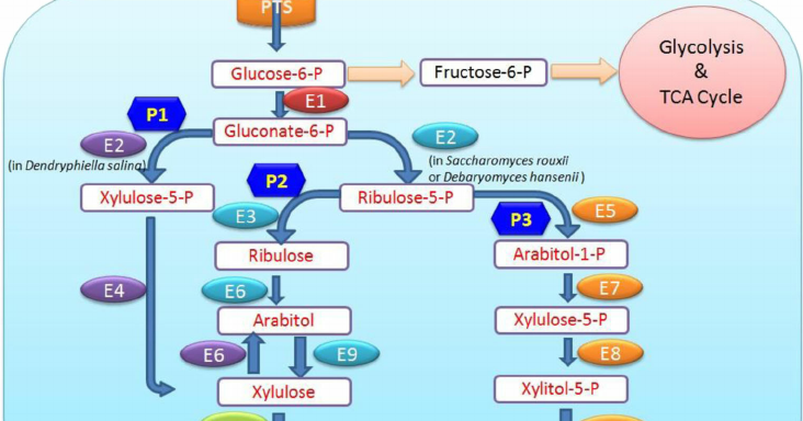 E-Knowledge Point: Metabolic Pathway :Specific Types of Metabolic Reactions