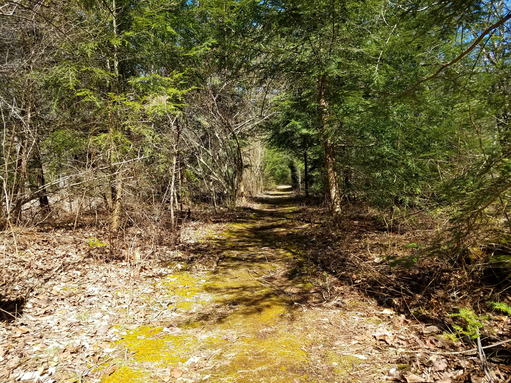 Hiking Trails in NJ and PA: Hiking the Van Campens Glen Trail