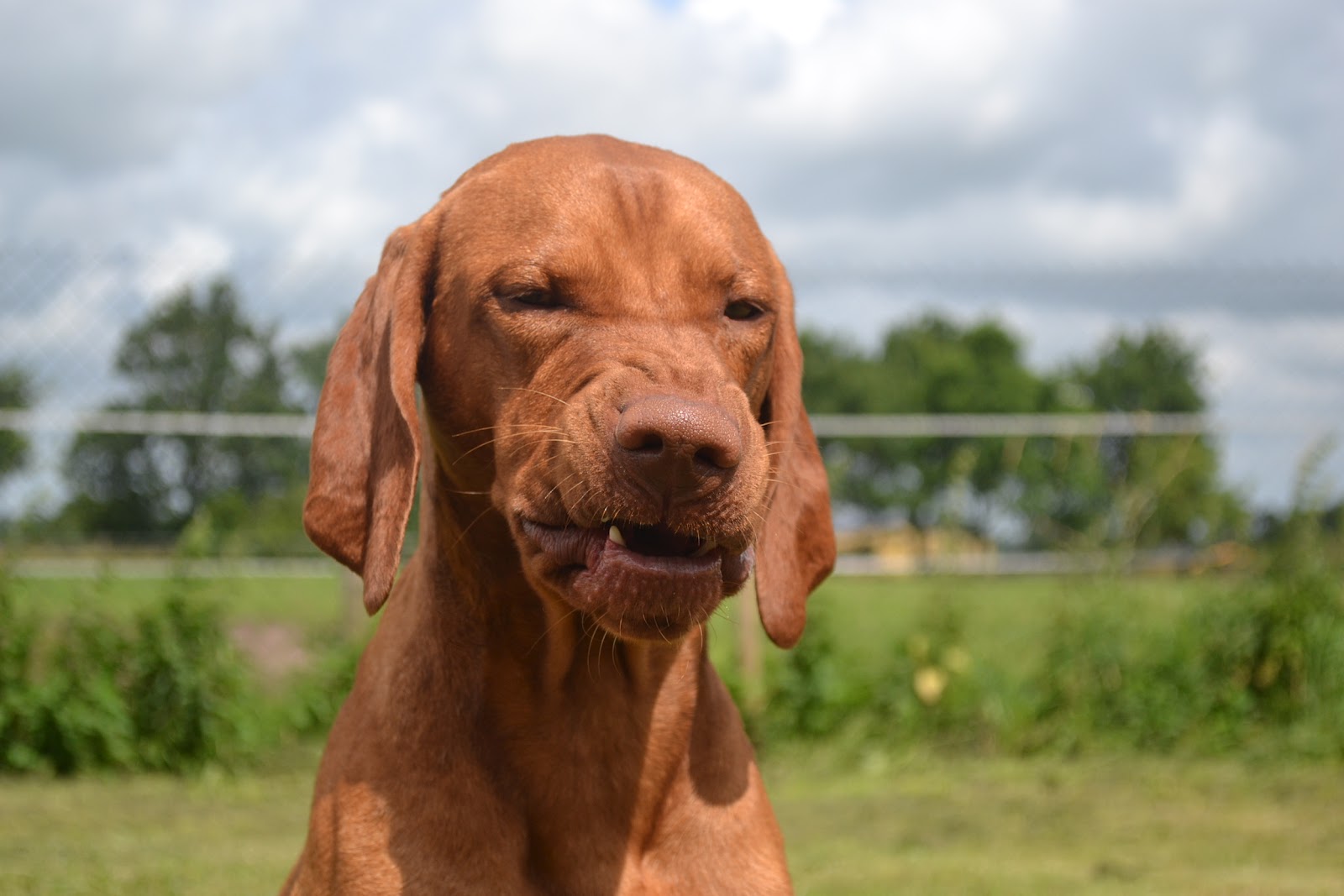 Magyar Vizsla vom Schützenhof: Magyar Vizsla Deckrüde
