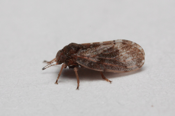 Insects in the City: Hackberry psyllids in homes