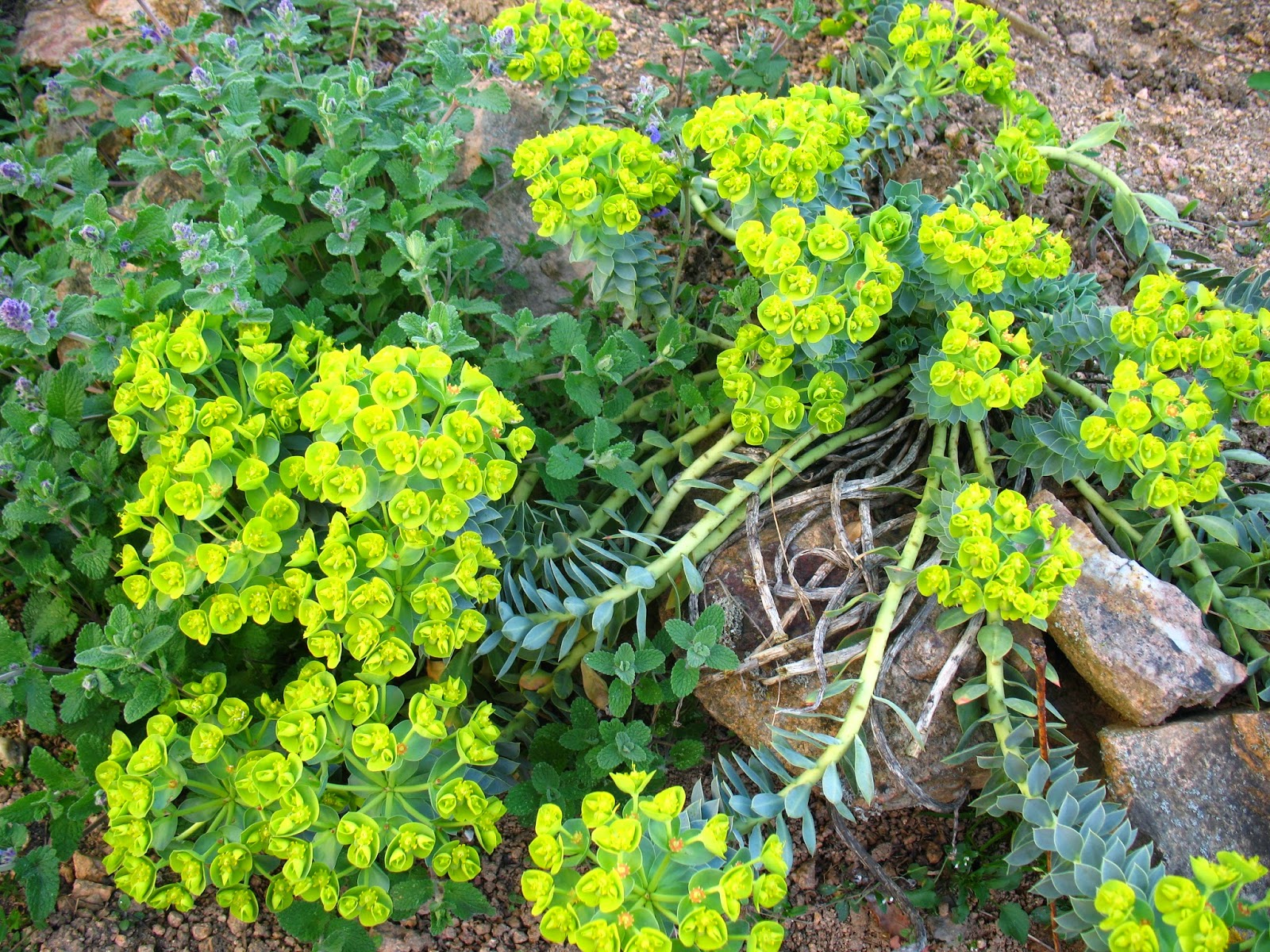 Roses du jardin Chêneland: Euphorbe - euphorbia myrsinites.