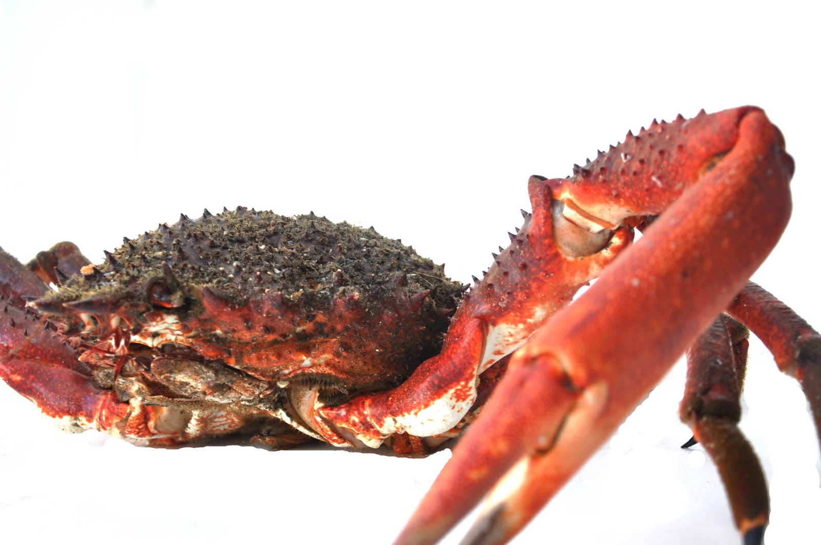 Pescadoymariscogallego: Como cocer una Centolla