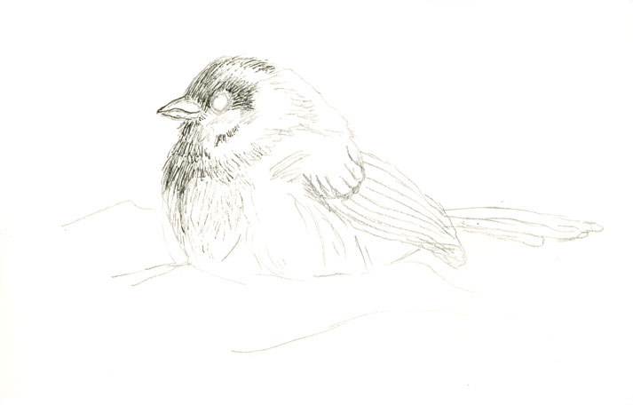 sbwatercolors and sketching: Our Snow Birds Have Returned