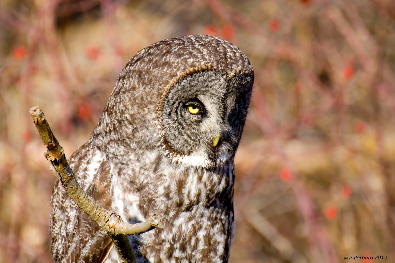 Poronto's Birding Macomb Twp and Beyond: Great Gray Owl - so tame I'm ...